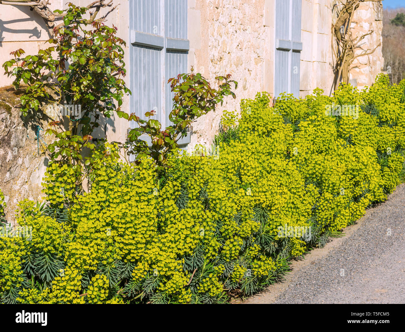 Flowering Euphorbia plants - France Stock Photo - Alamy