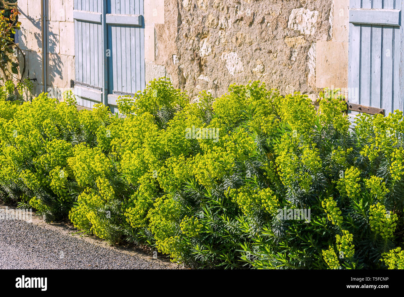 Flowering Euphorbia plants - France Stock Photo - Alamy