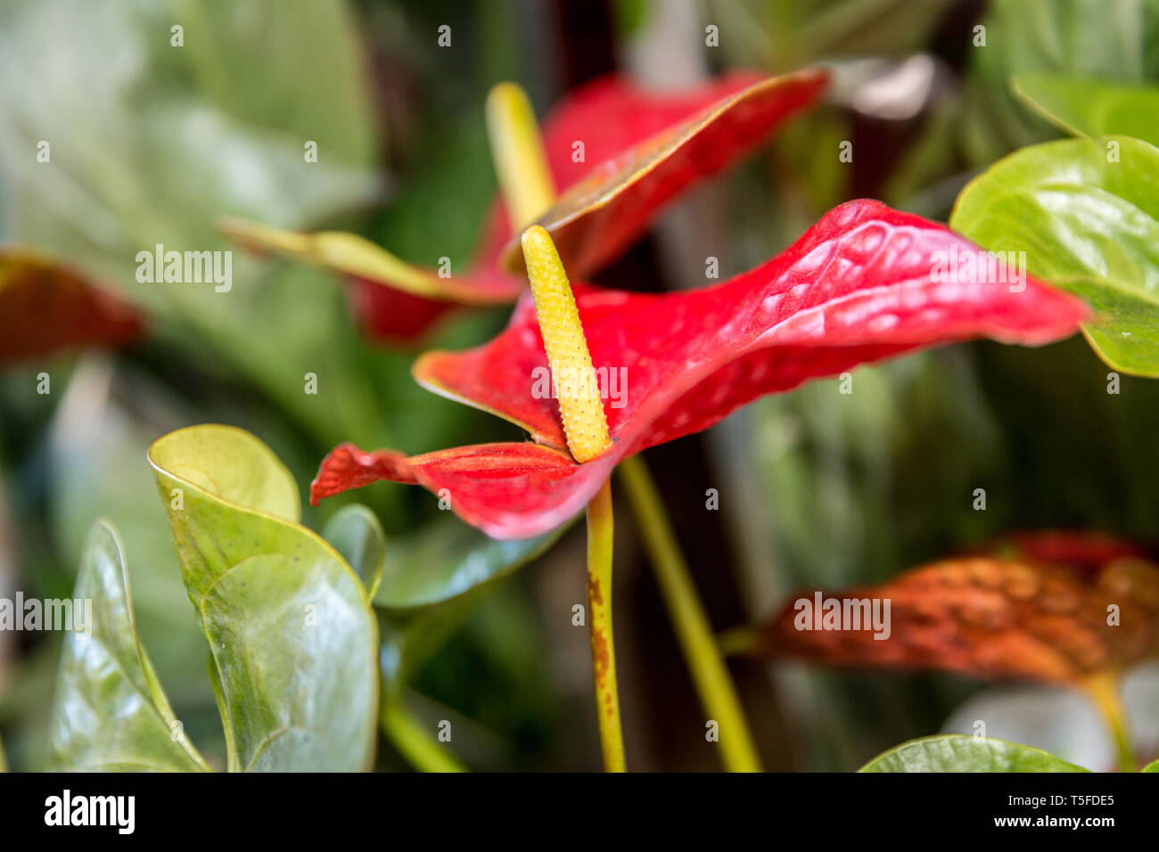 Red anthurium flower arrangement hi-res stock photography and images ...