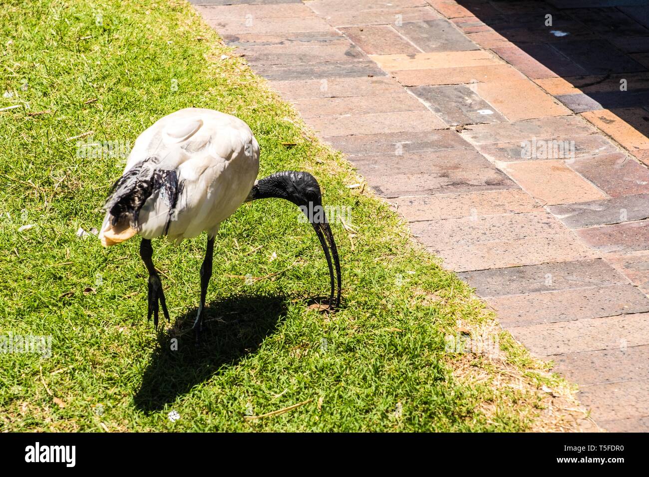 Bird grazing hi-res stock photography and images - Alamy