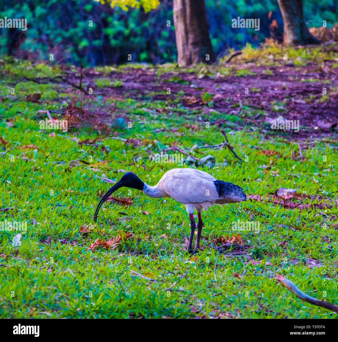 Bird grazing hi-res stock photography and images - Alamy