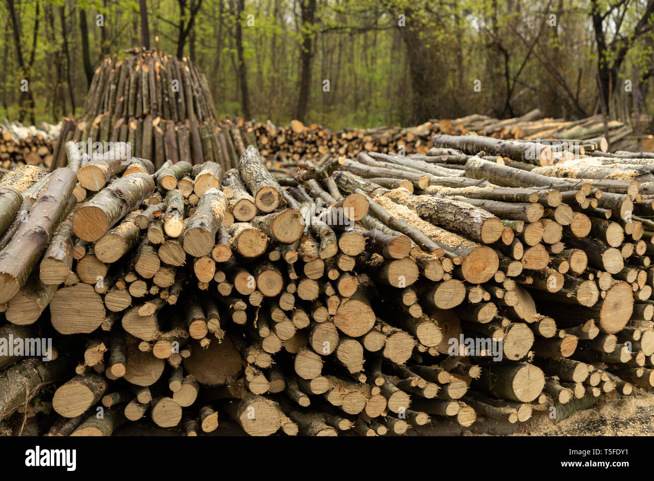 building a pyre for charcoal making in the forests Stock Photo - Alamy