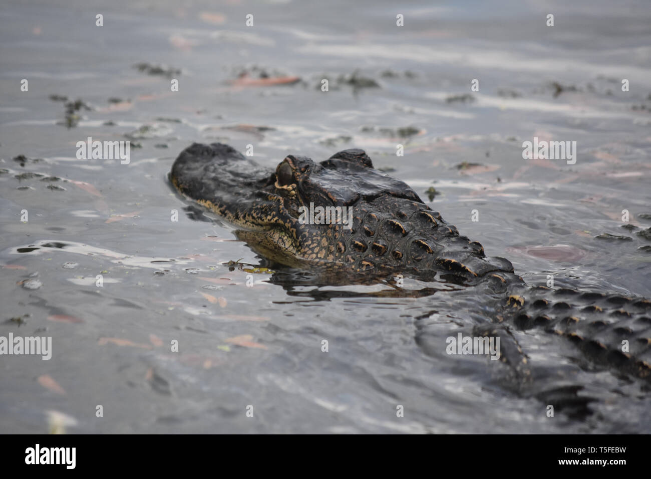 Alligator moving above the water's surface in Barataria Preserve Stock ...