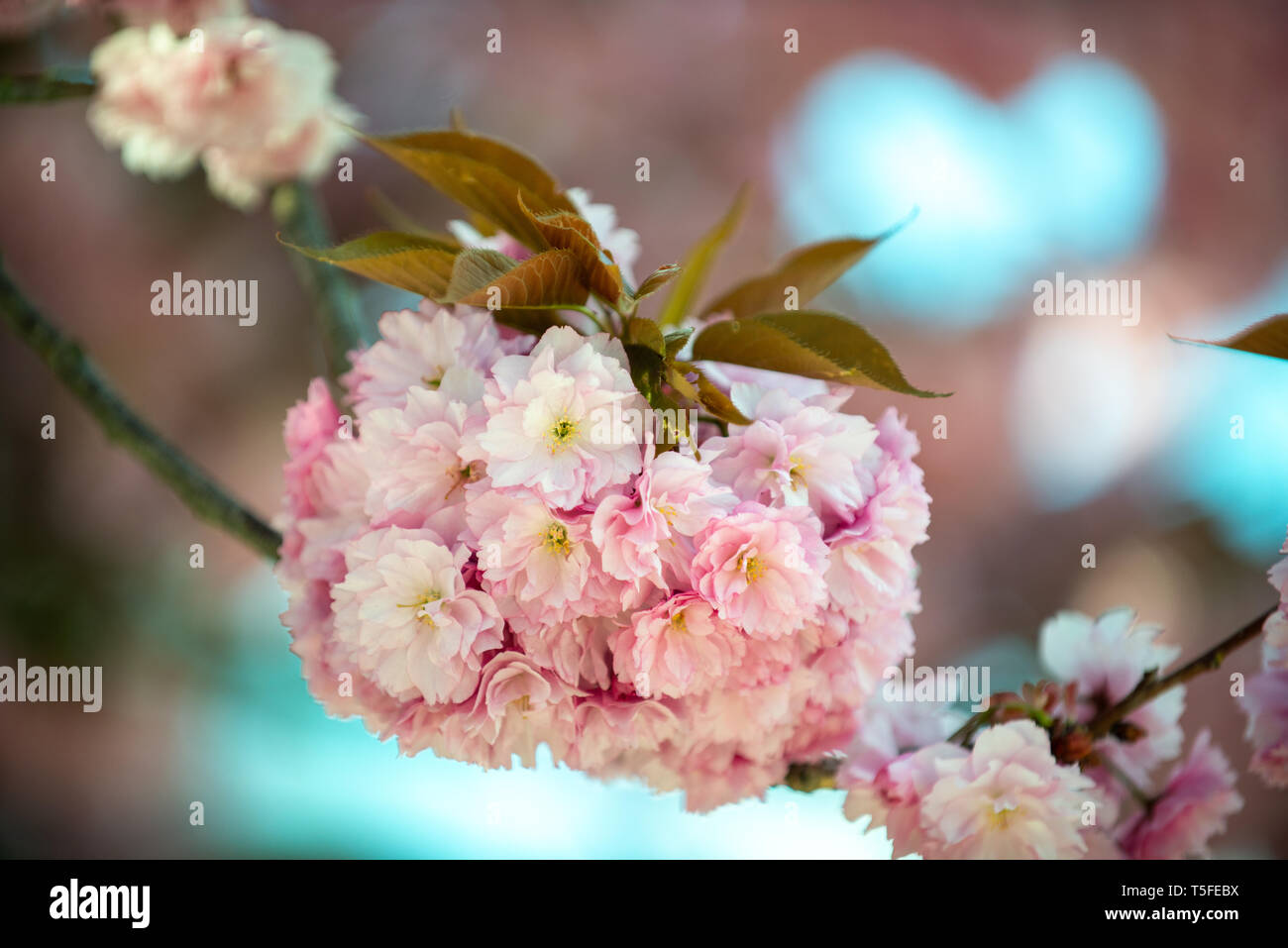 Hanami - Cherry Blossom Stock Photo - Alamy