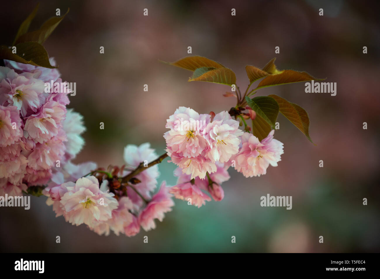 Hanami - Cherry Blossom Stock Photo - Alamy