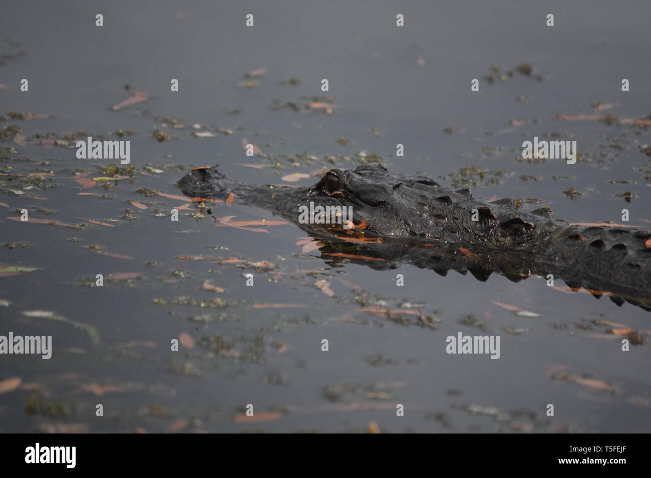 Alligator on the water's surface in the bayou Stock Photo - Alamy