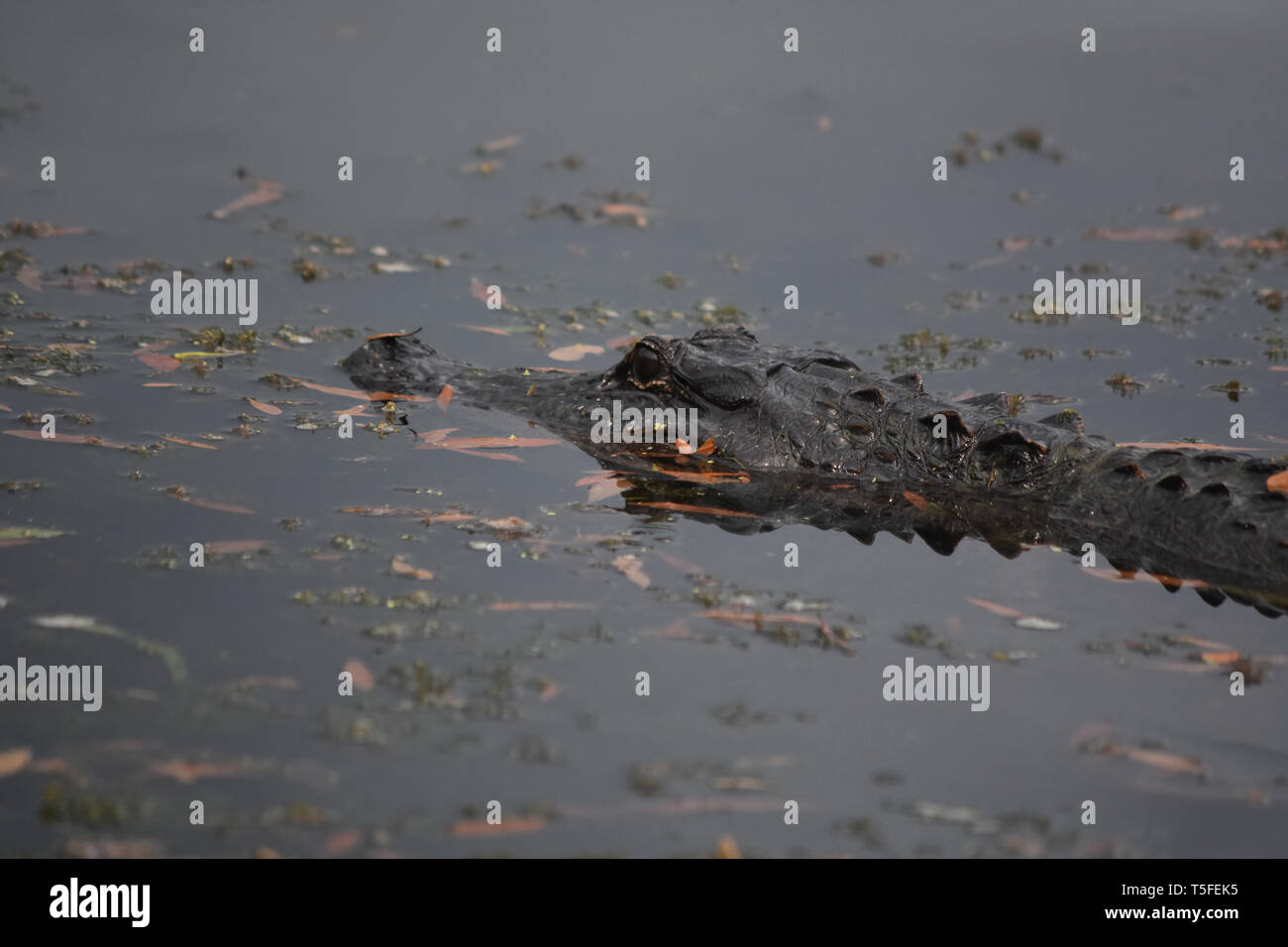 Alligator in the swamp of Southern Louisiana Stock Photo - Alamy