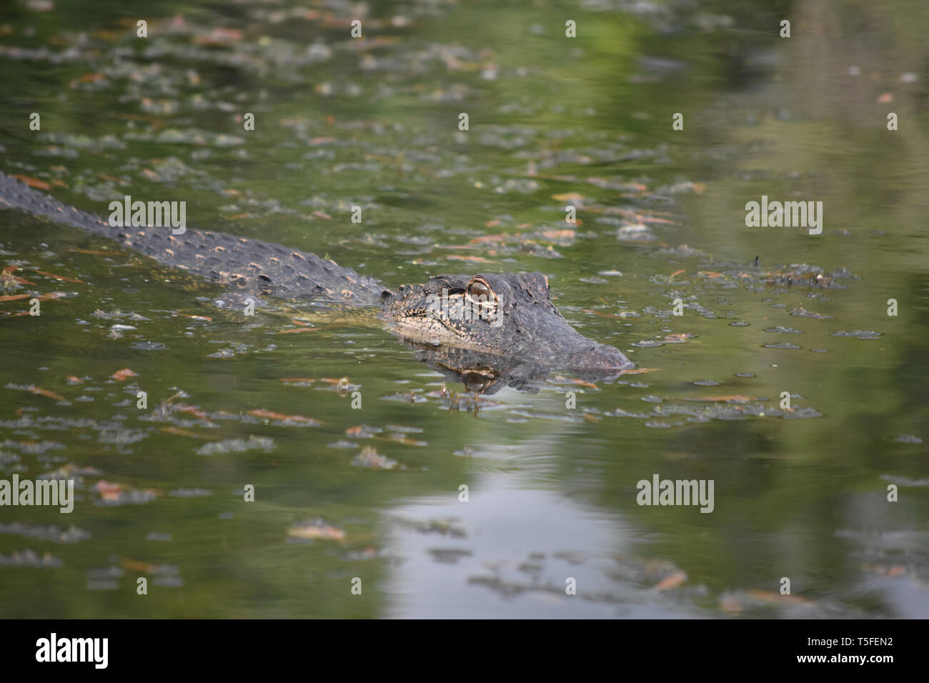 Alligator moving slowly through the water's surface Stock Photo - Alamy