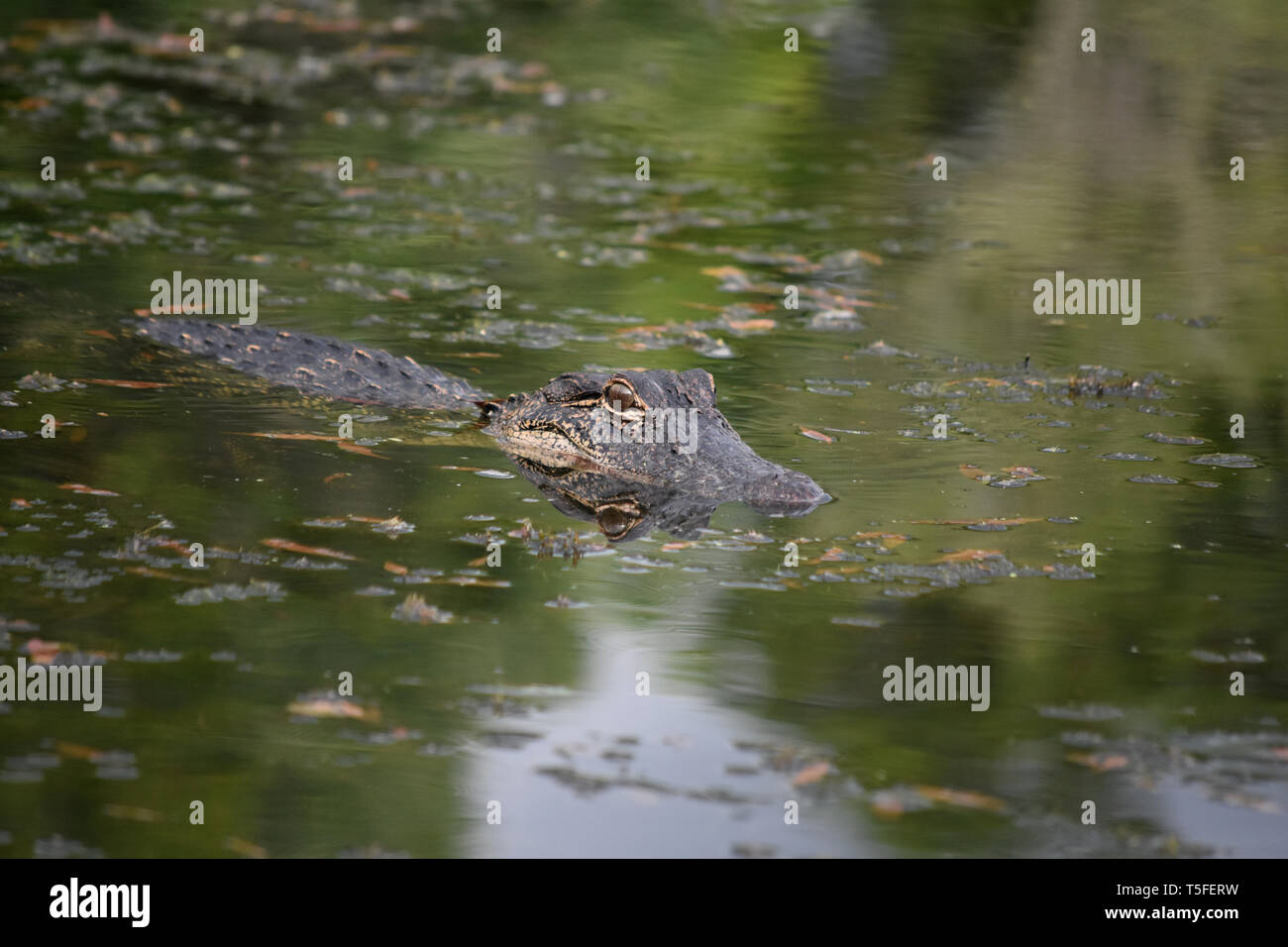 Stunning alligator with a reflection of his face in the water's surface ...