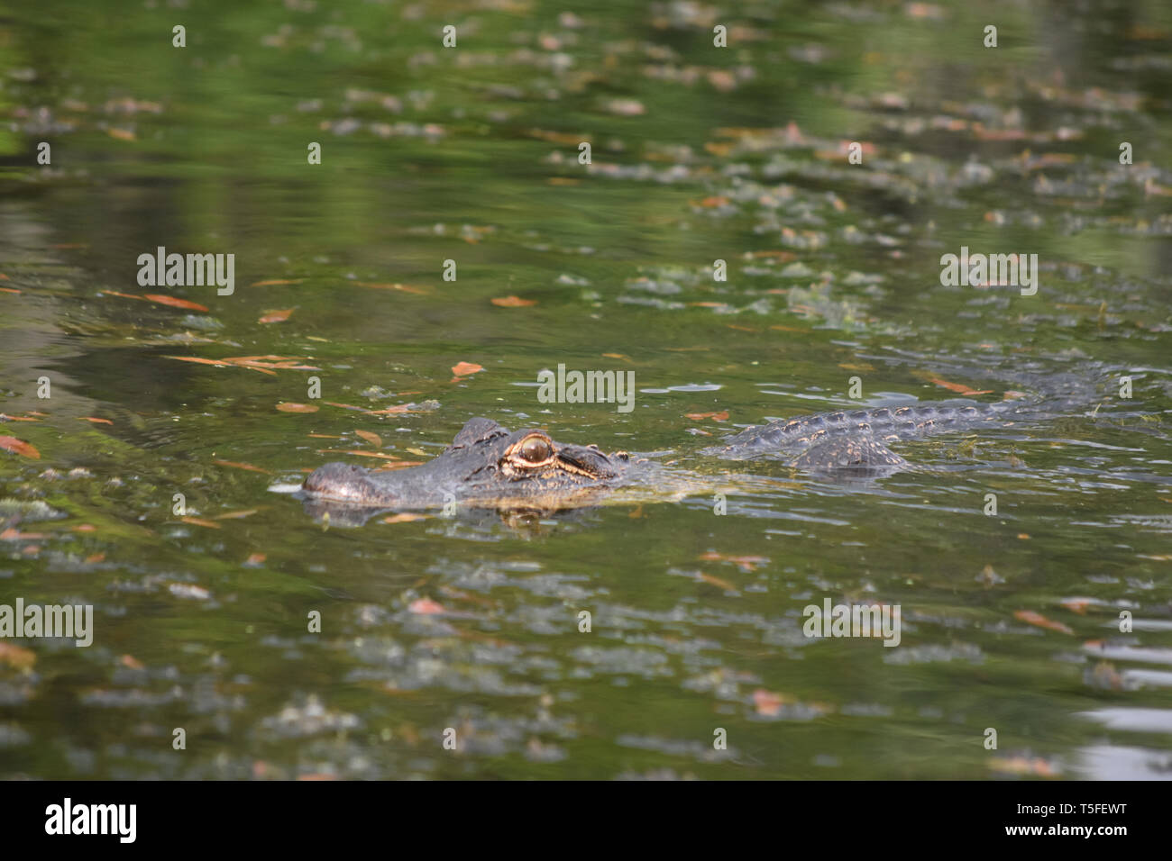 Alligator moving through the swamp waters of the bayou Stock Photo - Alamy