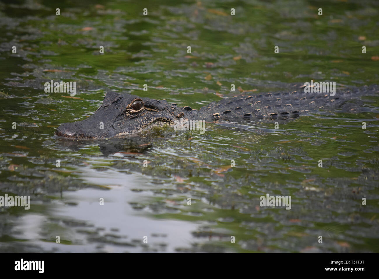 Stunning stalking alligator moving through the swamp and bayou Stock ...
