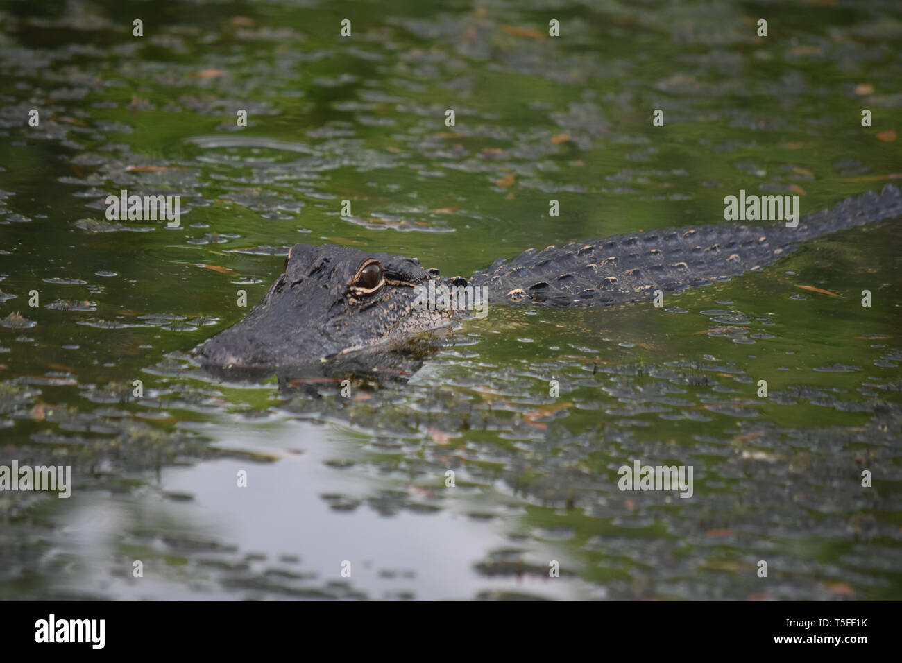 American alligator young in mouth hi-res stock photography and images ...