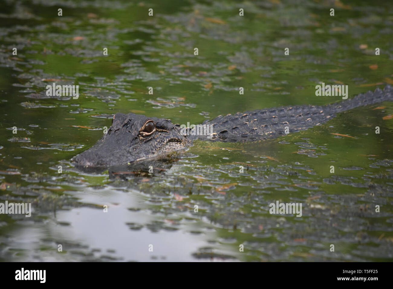 Gator in the swampy water of the Louisiana bayou Stock Photo - Alamy