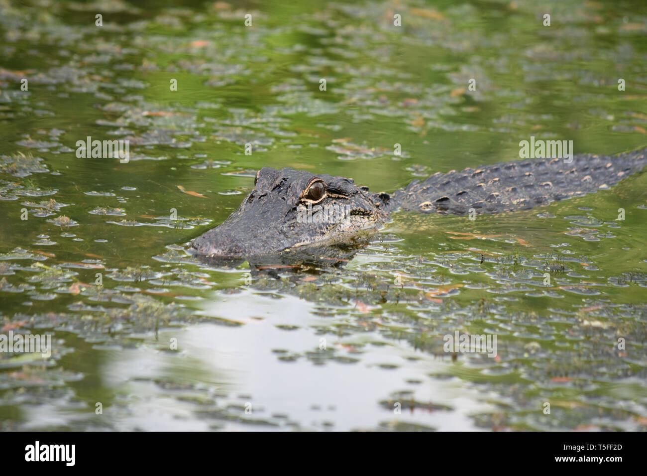 Alligator in a swampy bayou of Southern Louisiana Stock Photo - Alamy