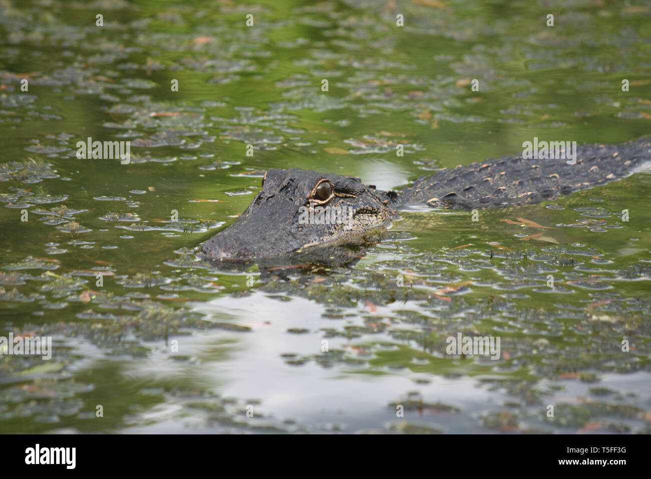 Stunning gator in the Barataria Preserve in Southern Louisiana Stock ...