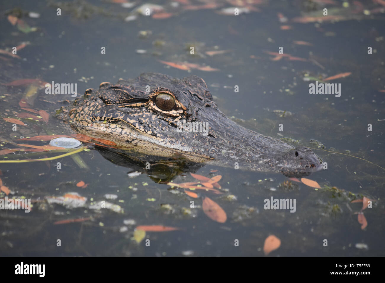 Looking directly in the face of an alligator in the bayou Stock Photo ...