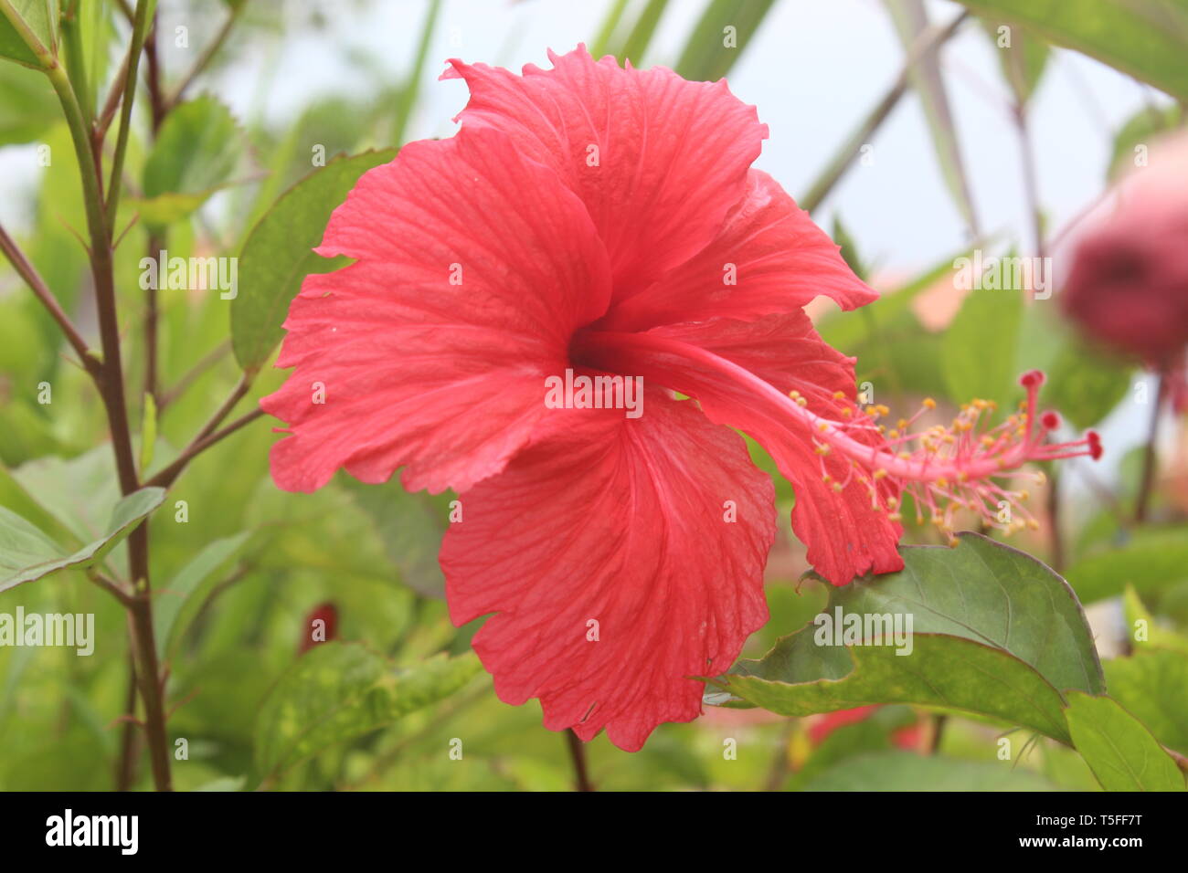 Random fruit hi-res stock photography and images - Alamy