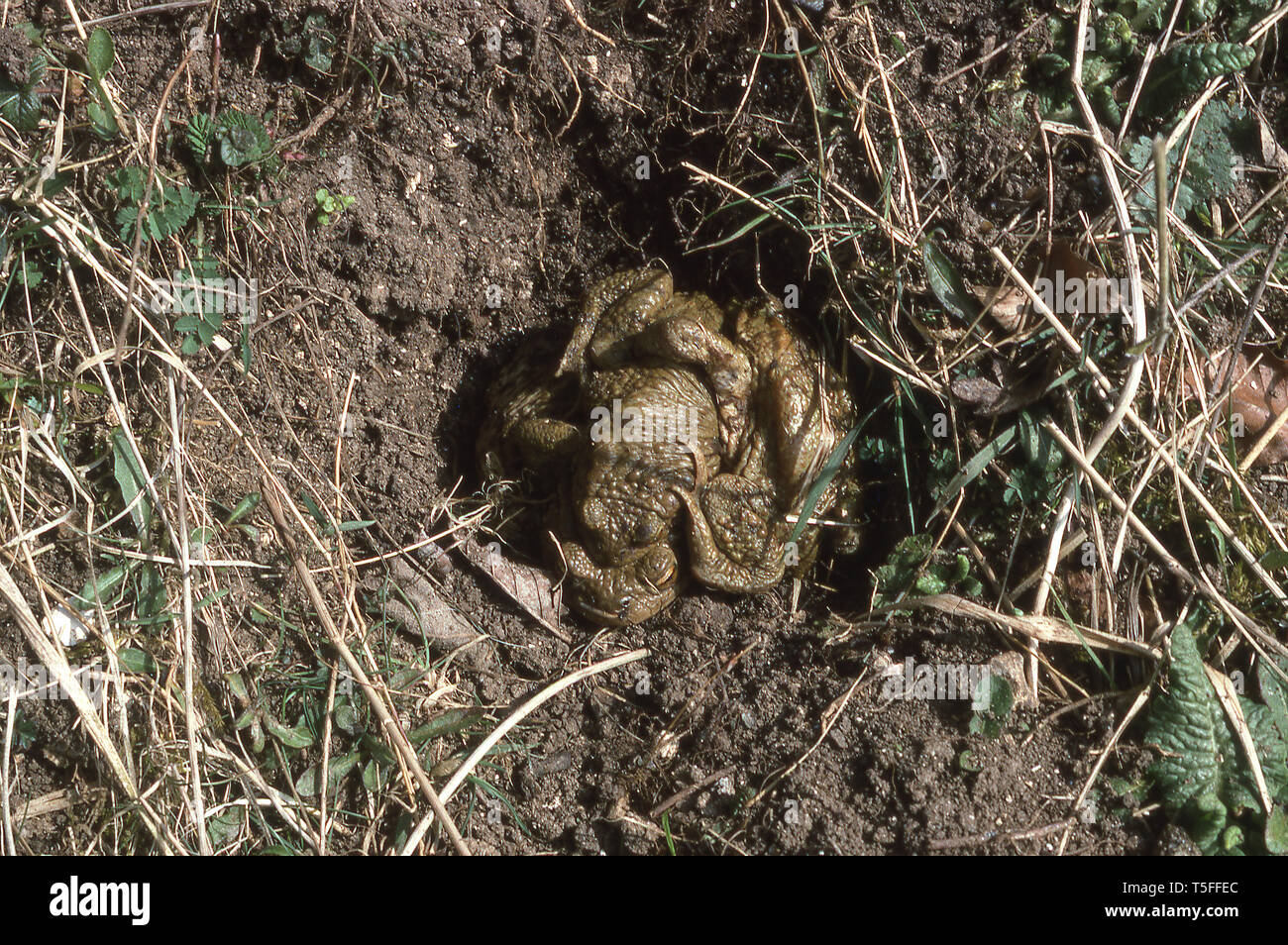 Dried toad hi-res stock photography and images - Alamy