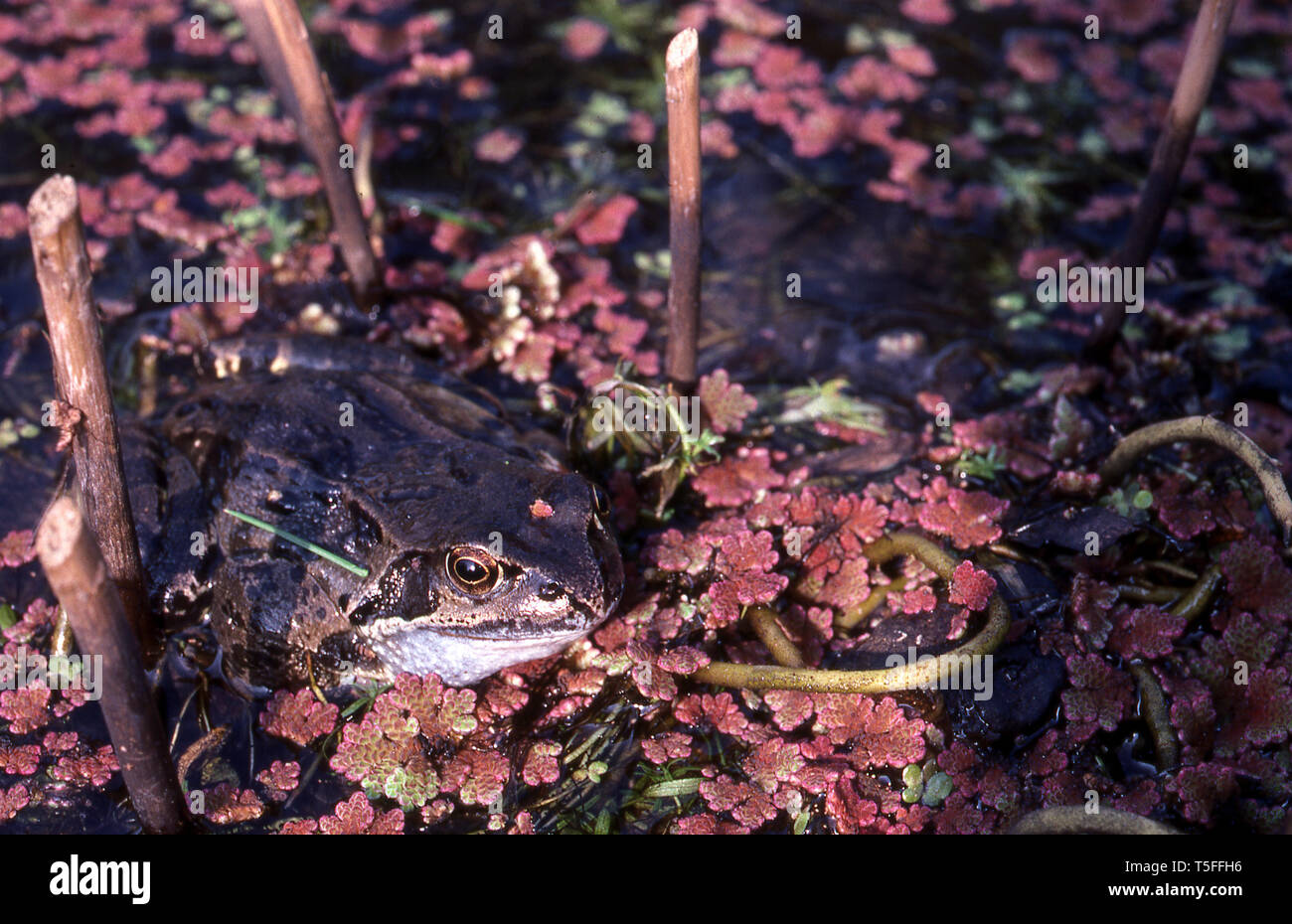 COMMON TOAD IN AZOLLA POND (BUFO BUFO Stock Photo - Alamy