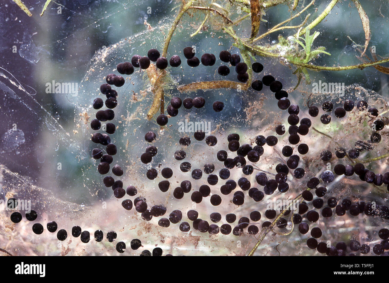 Freshwater spawn hi-res stock photography and images - Alamy