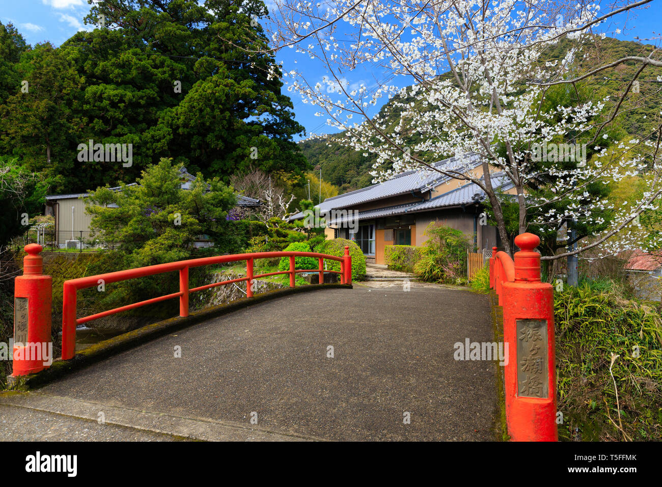 Casual spring scenery in Japan, cherry blooming over a red traditional ...