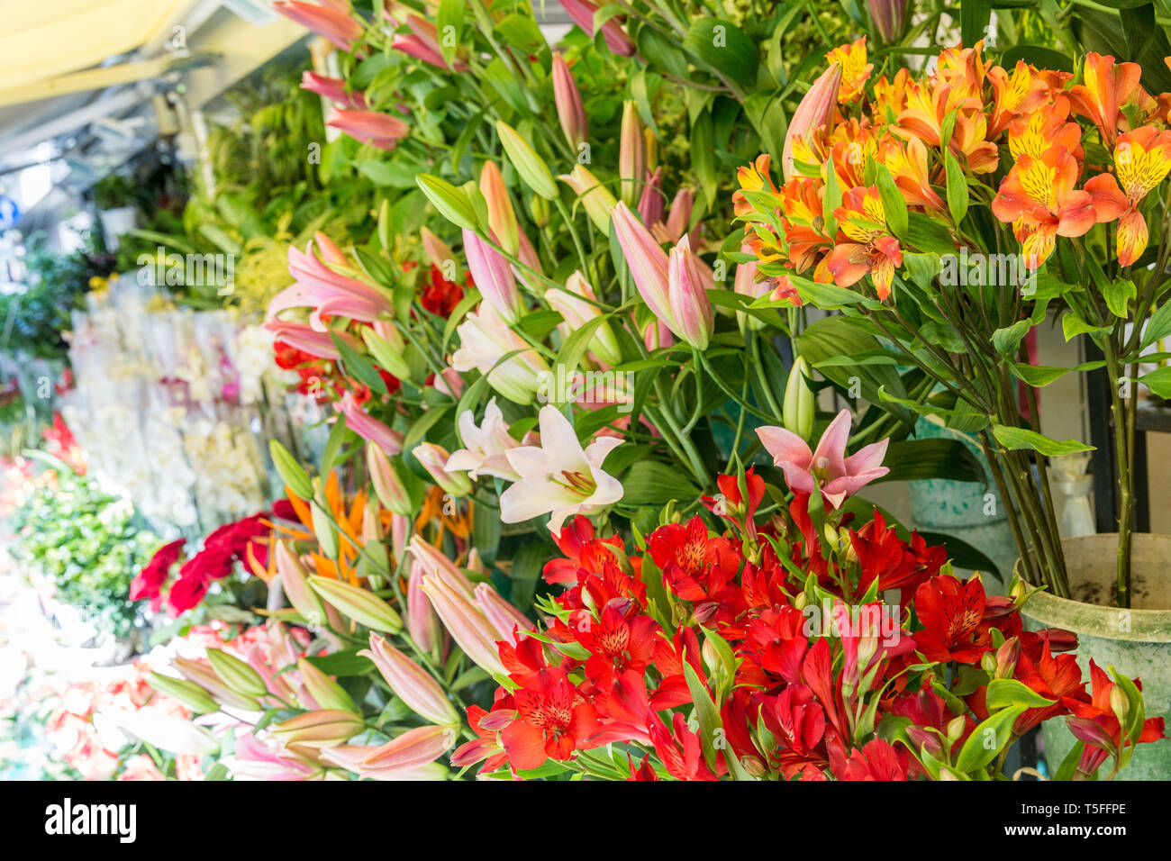 Flower shop. Variety of colorful flowers Stock Photo - Alamy