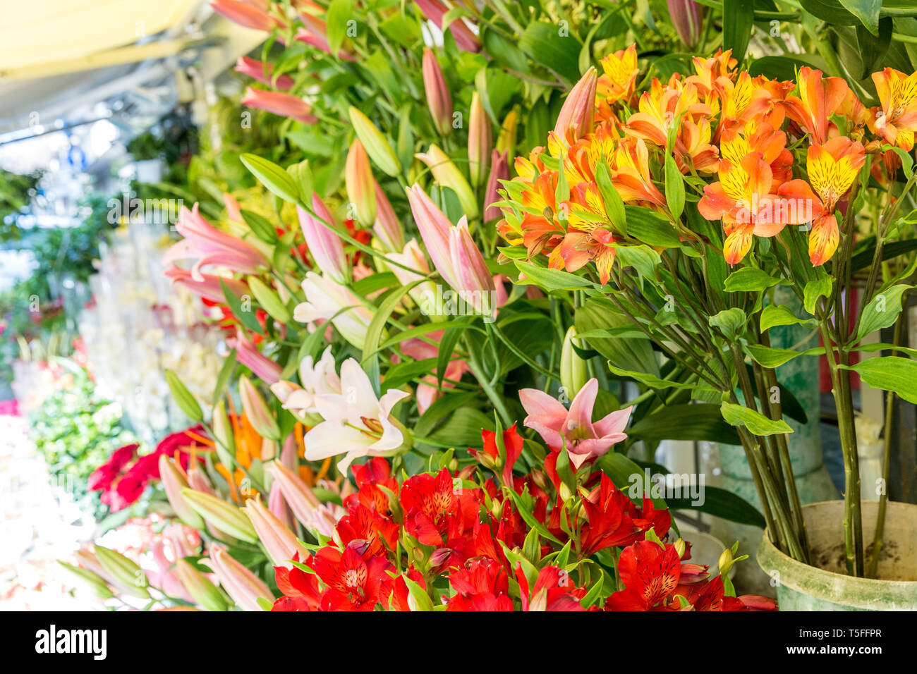 Flower shop. Variety of colorful flowers Stock Photo - Alamy