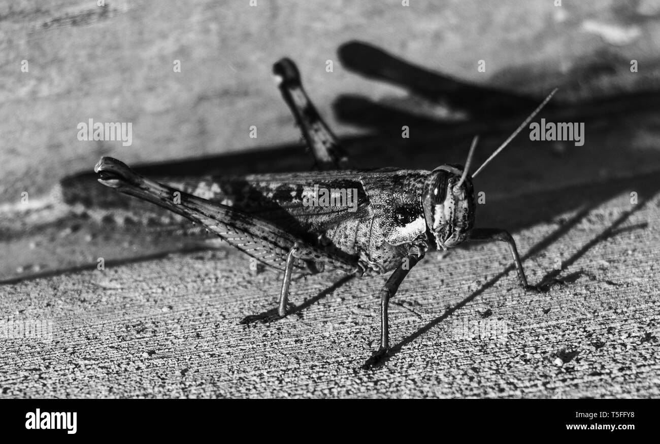 The grasshopper Black and White Stock Photos & Images - Alamy