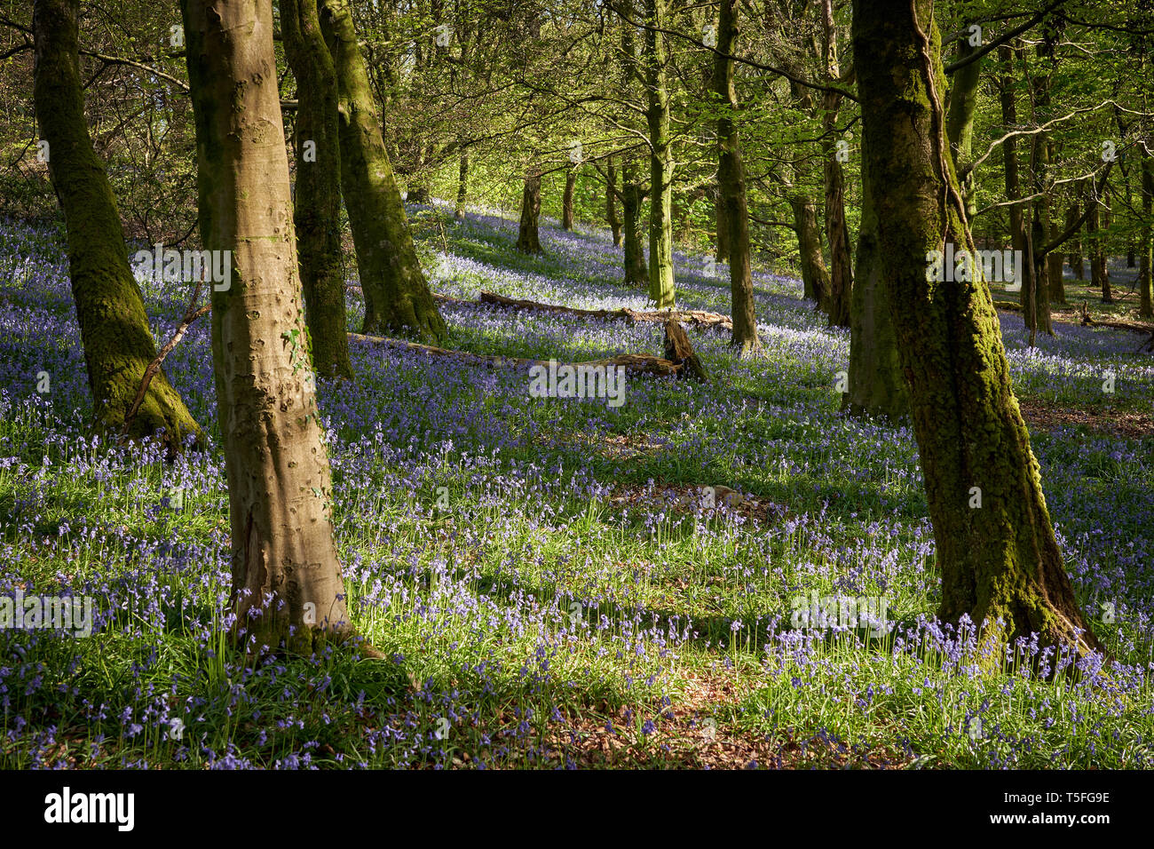Woodland outdoors hi-res stock photography and images - Alamy