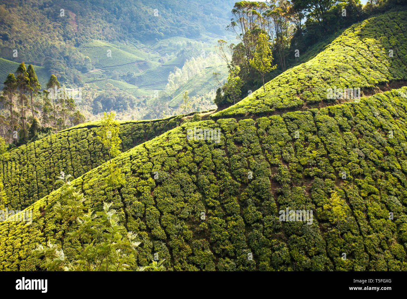 Coffee plantation munnar, kerala, india hi-res stock photography and ...