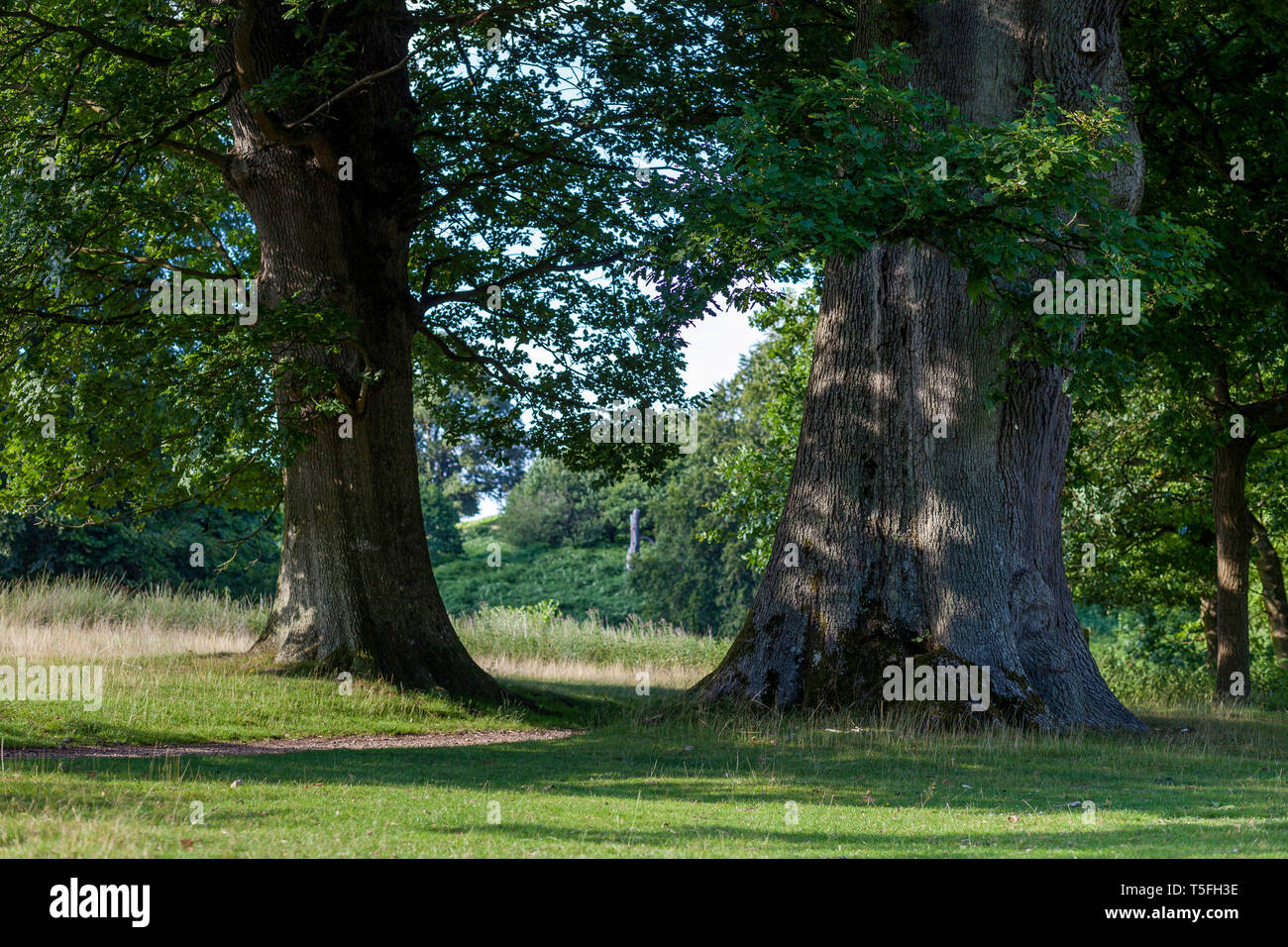 Under the shade of trees Stock Photo - Alamy