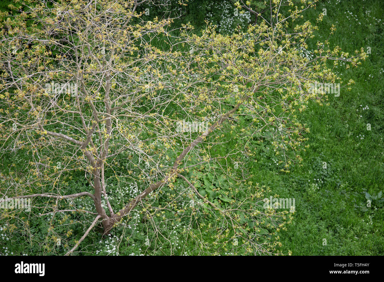 Trodden path through a grassy field, west London, England, UK Stock ...
