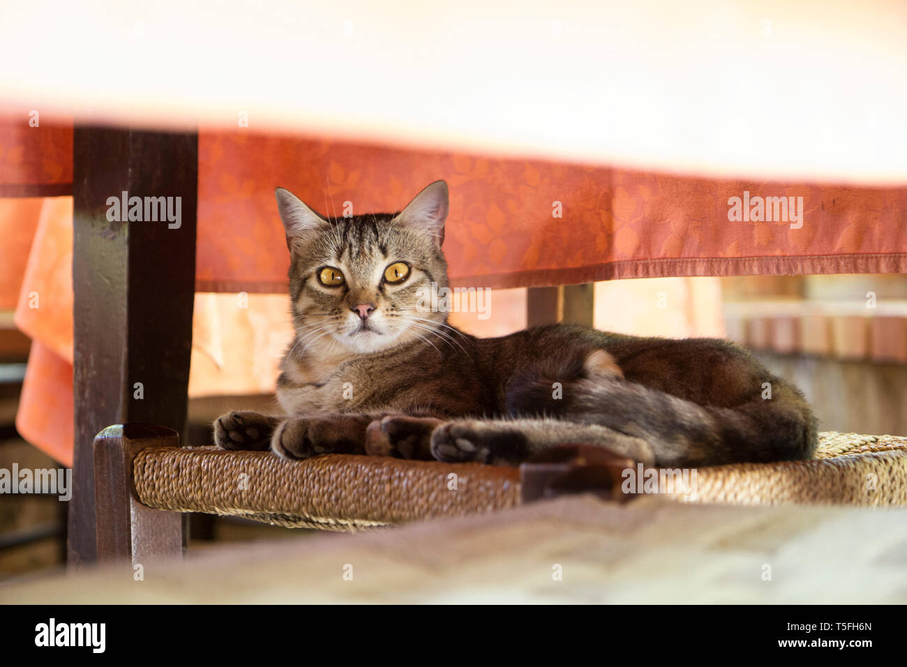 Cat under the table hi-res stock photography and images - Alamy