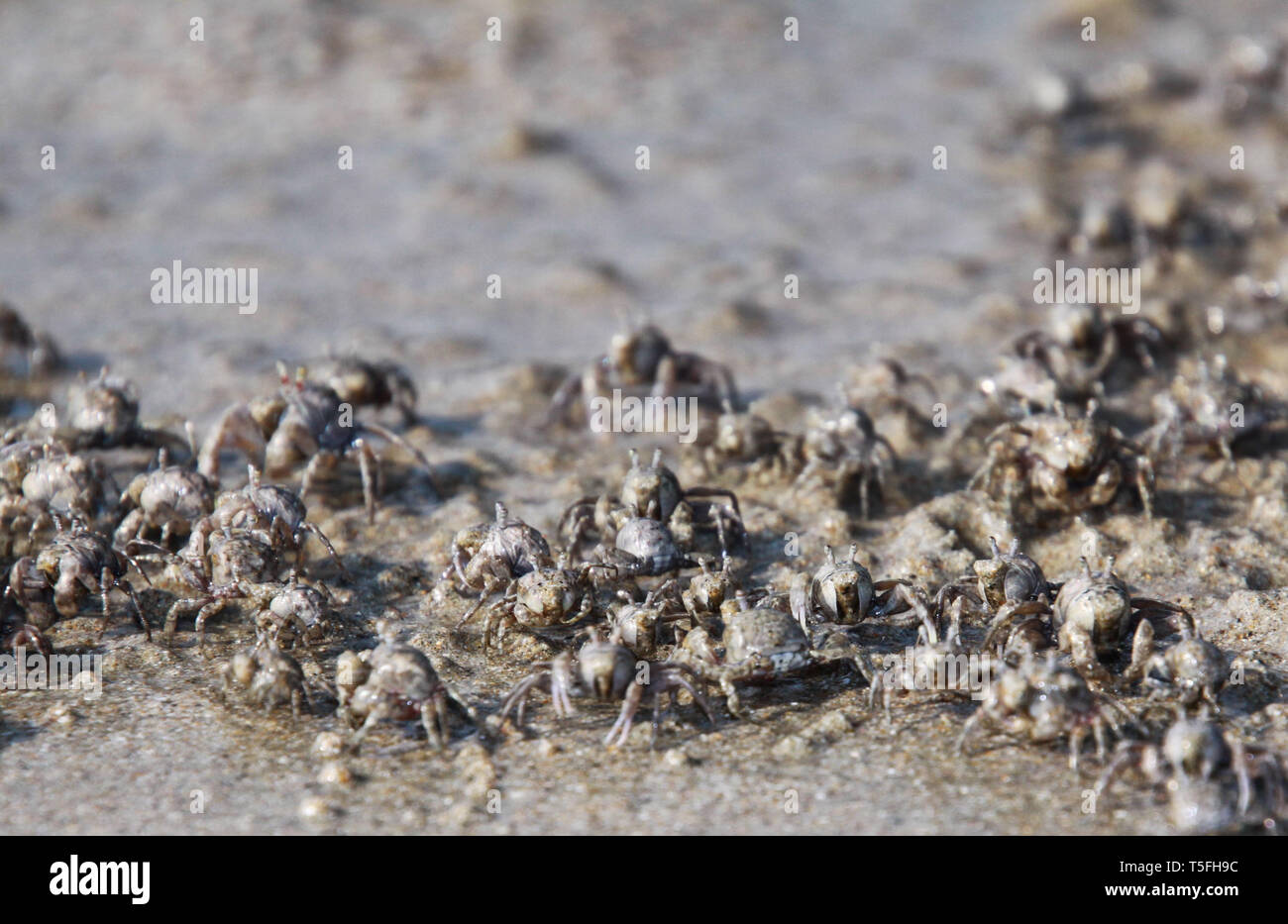 Thousands of tiny sand bubbler crabs flock from the beach into water on ...