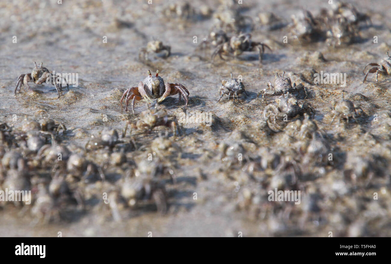 Thousands of tiny sand bubbler crabs flock from the beach into water on ...