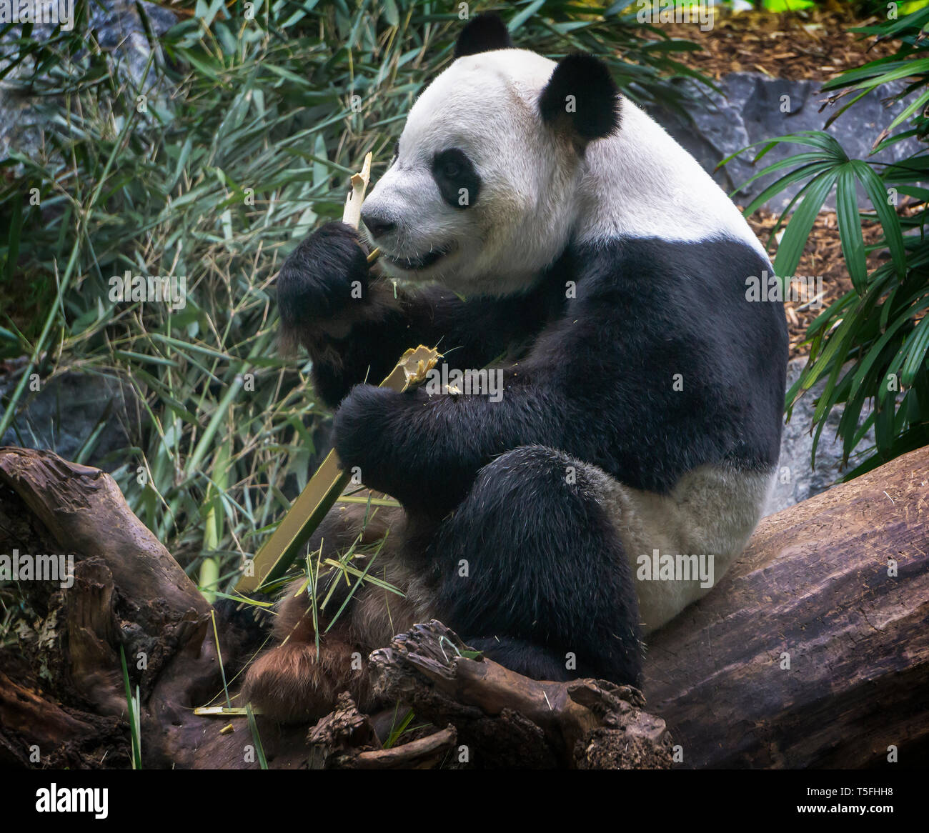 Giant panda Calgary Zoo Alberta Canada Stock Photo - Alamy