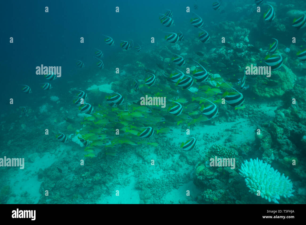 Maldives fish hi-res stock photography and images - Alamy