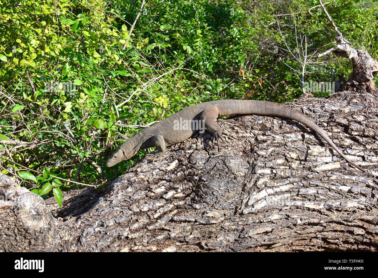 Bengal monitor, common Indian monitor, Bengalenwaran, Varanus ...