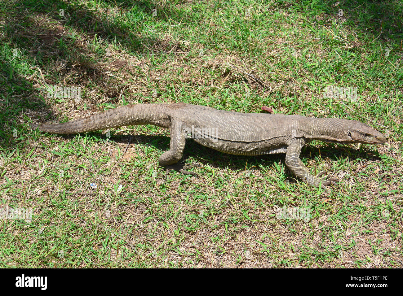 Indian monitor hi-res stock photography and images - Alamy