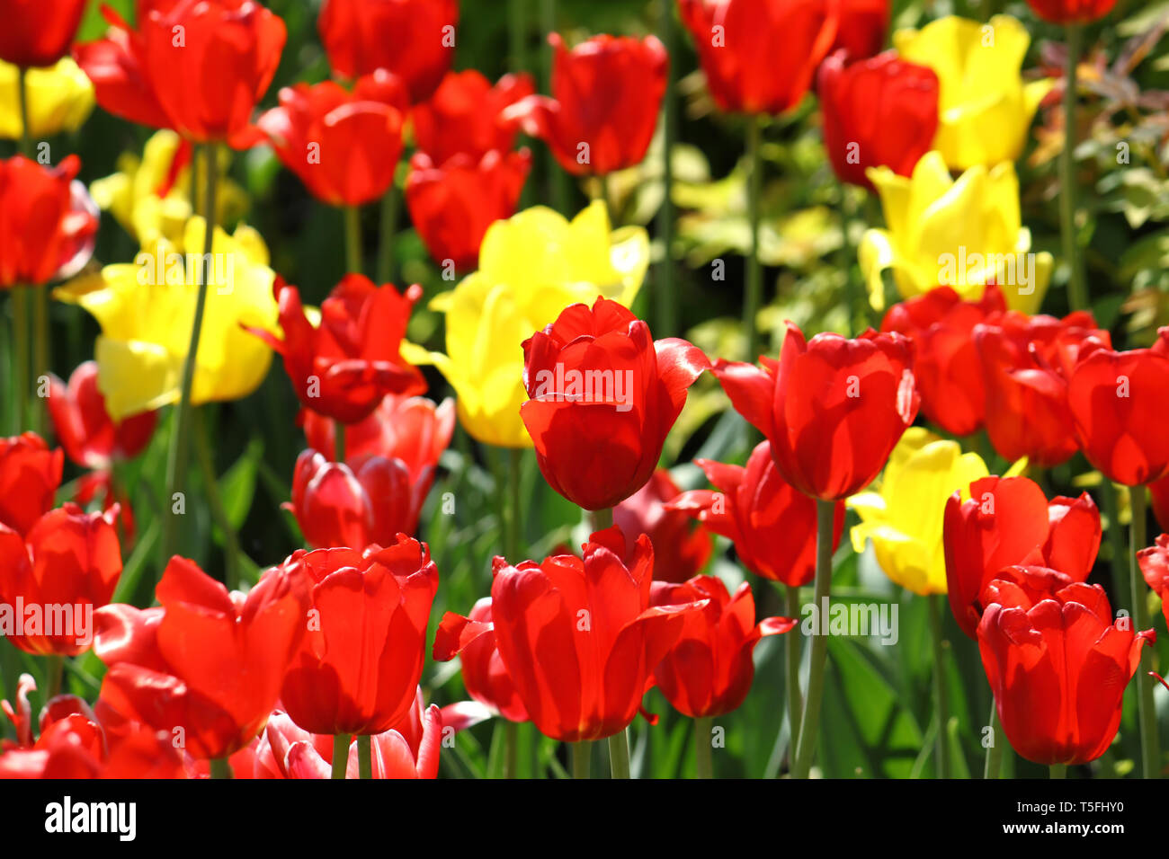 Beautiful scarlet tulips hi-res stock photography and images - Alamy