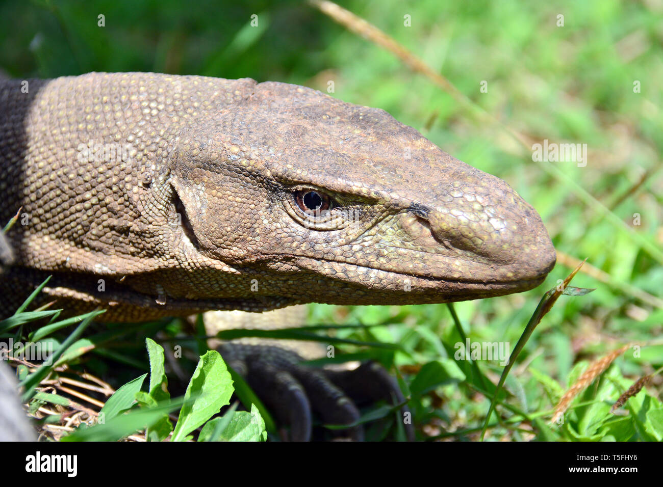 Taj bengal hi-res stock photography and images - Alamy
