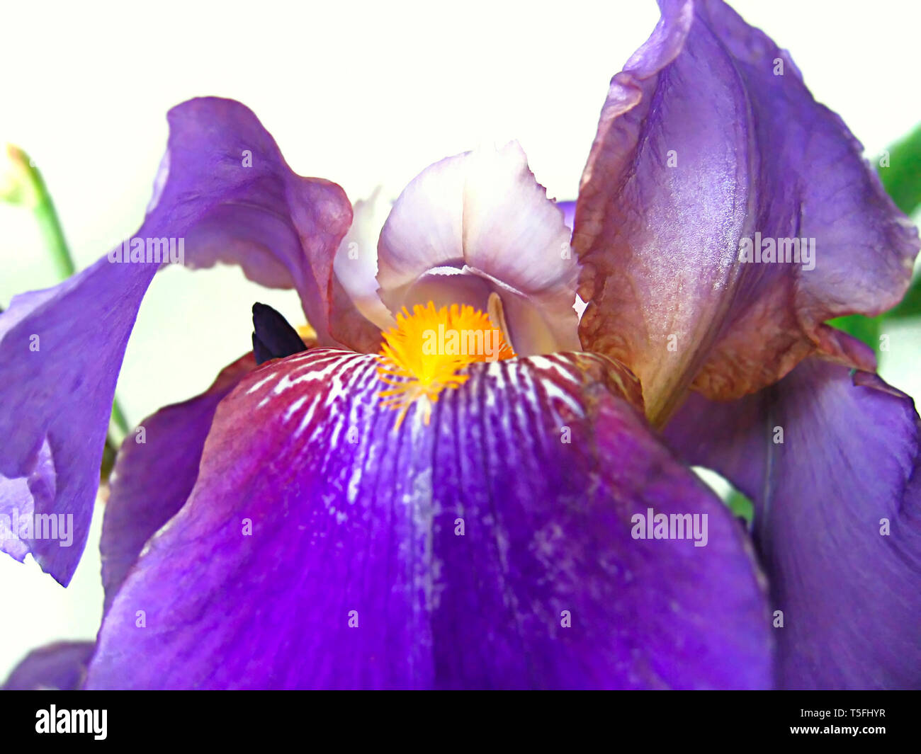 Blossom iris hi-res stock photography and images - Alamy
