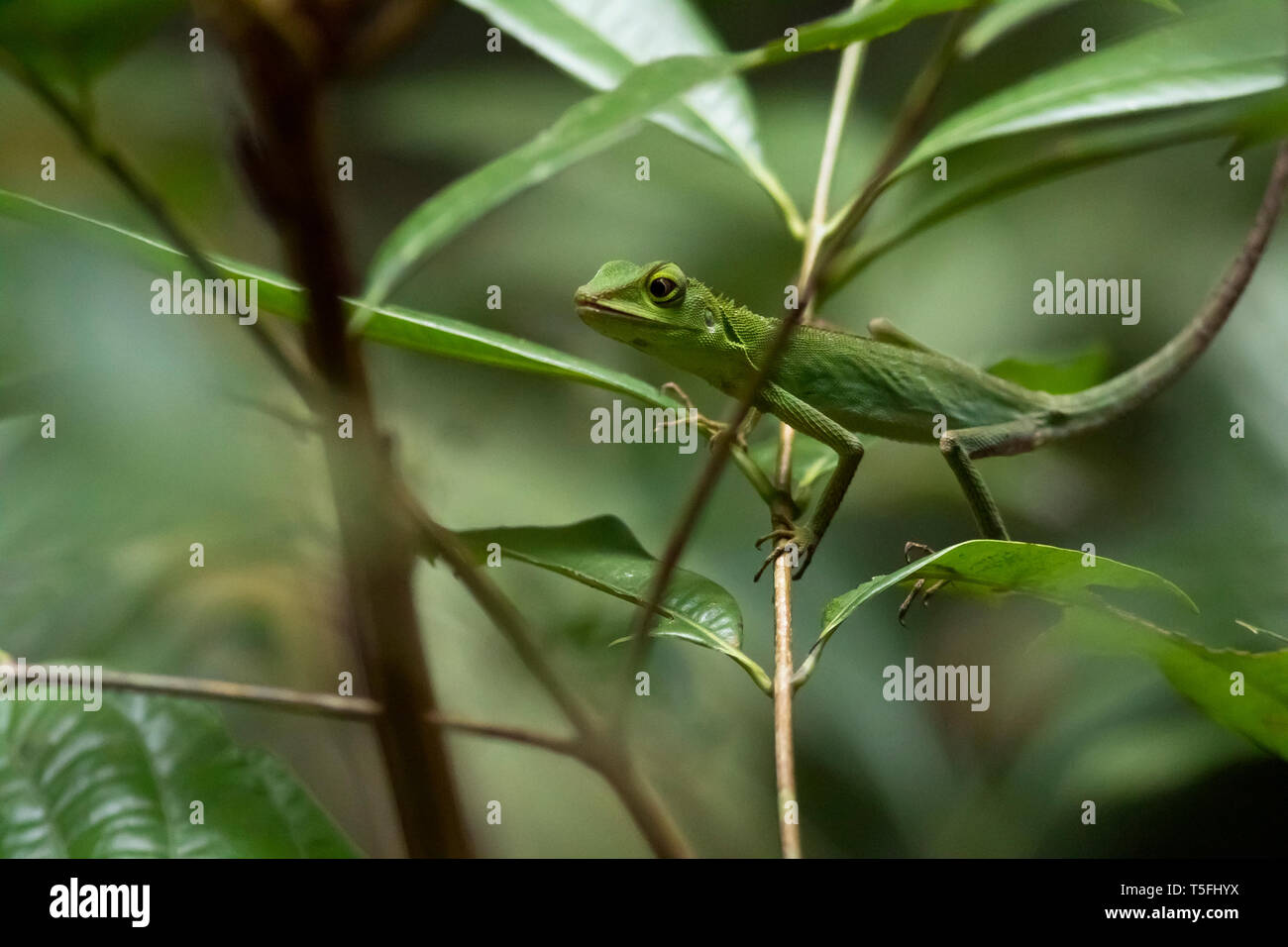 Malaysia, Borneo, Sabah, Natural Reserve, Green crested lizard ...