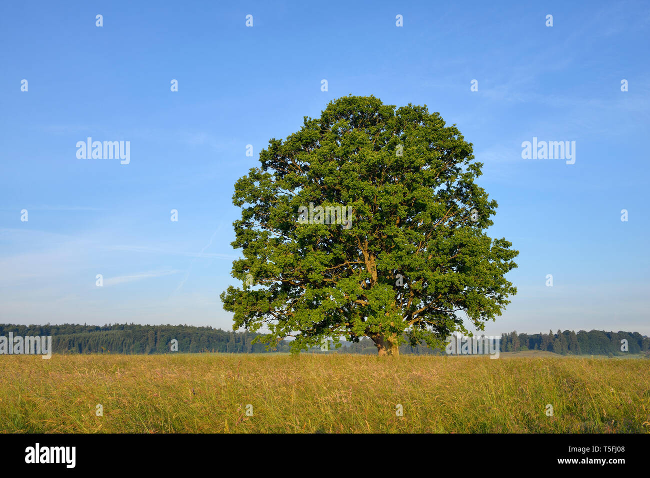 Single oak tree in a field, Baden-Wurttemberg, Germany Stock Photo - Alamy