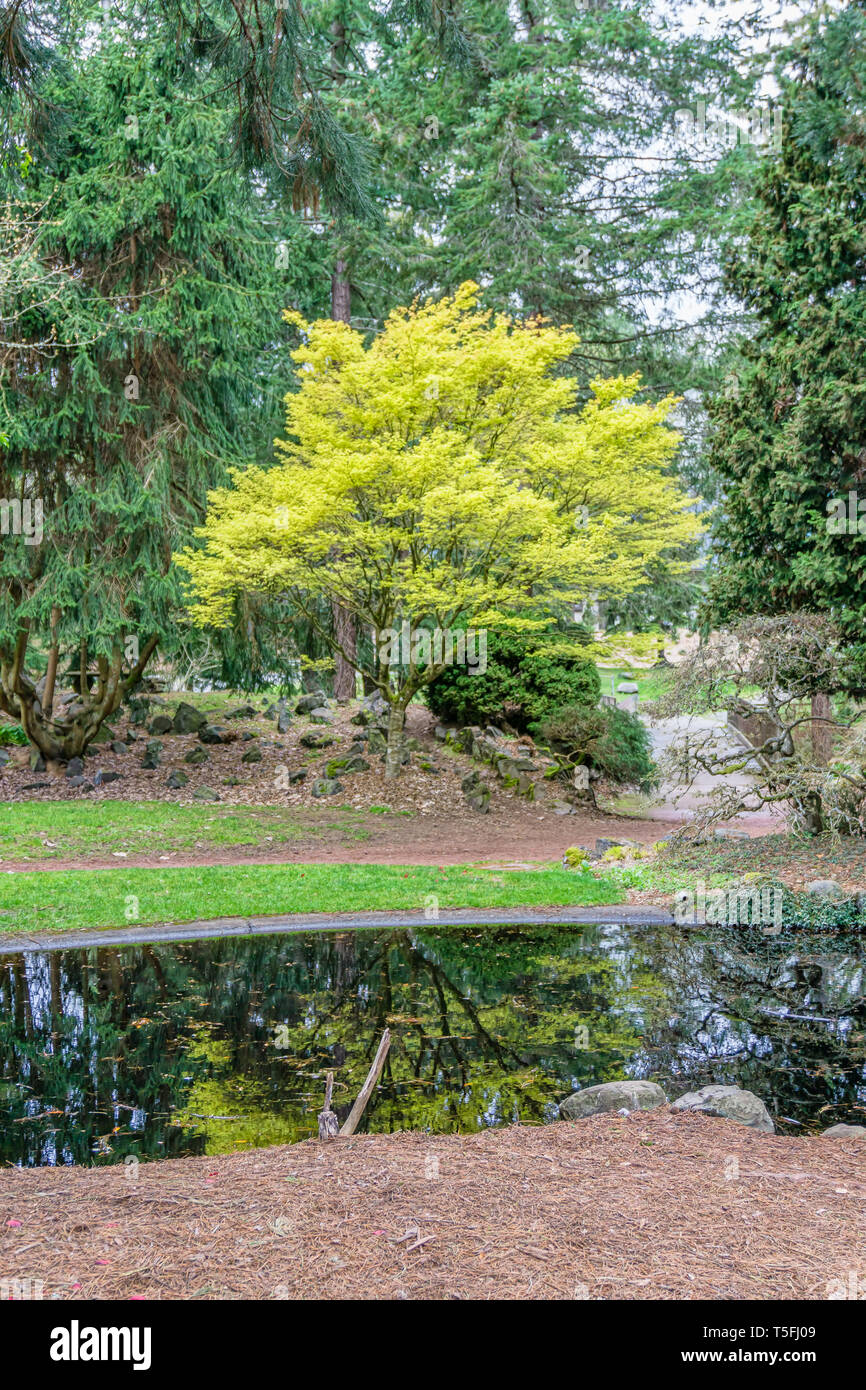 A view of a trre with new Spring leaves and a pond at Point Defiance ...