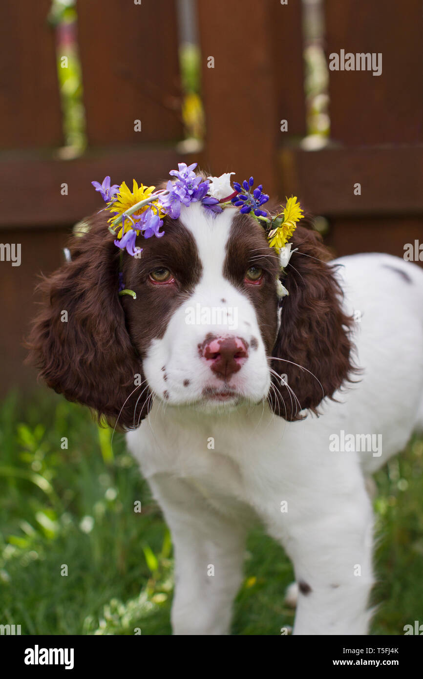 English springer spaniel in hi-res stock photography and images - Alamy