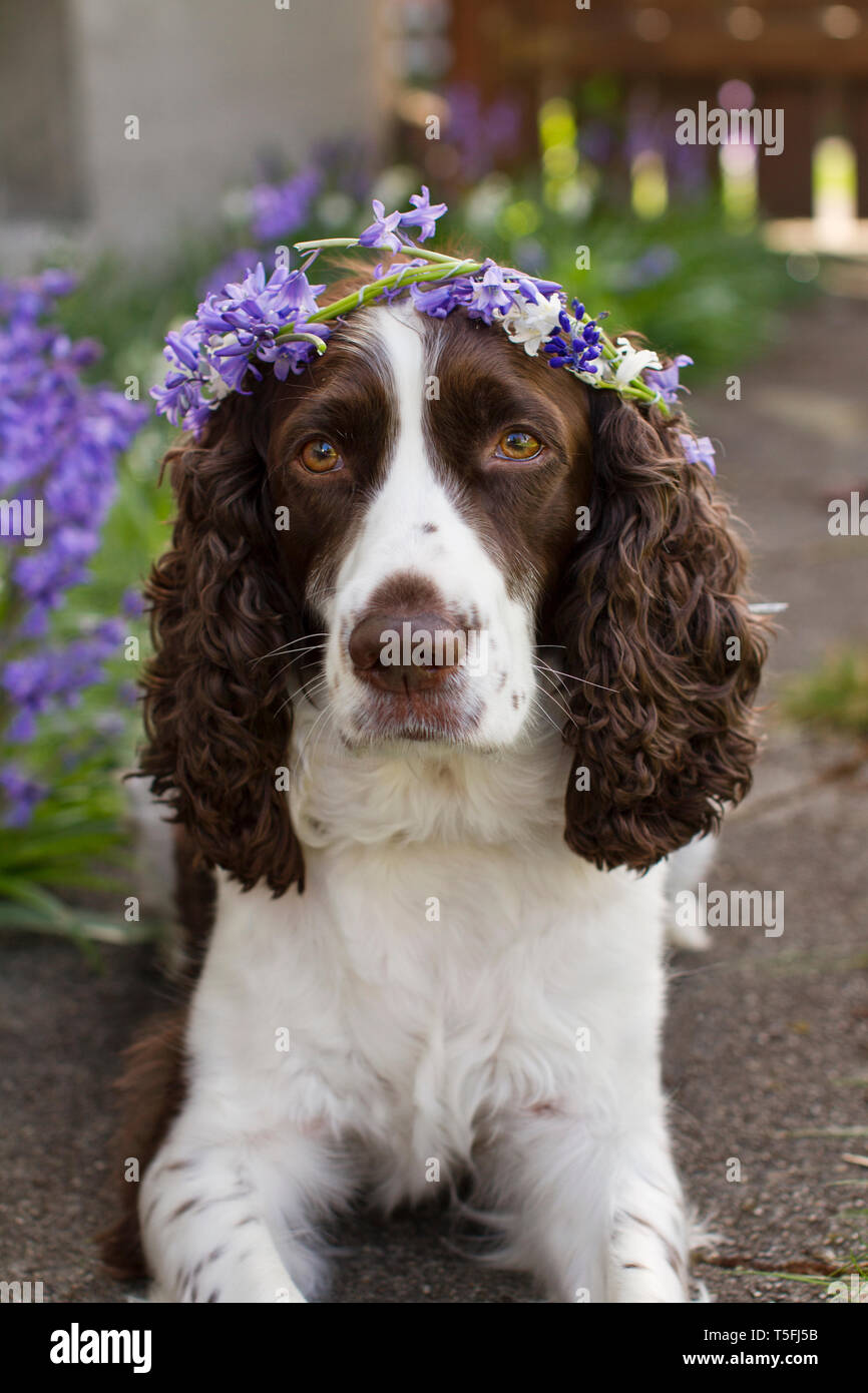English Springer Spaniel in flower crown Stock Photo - Alamy