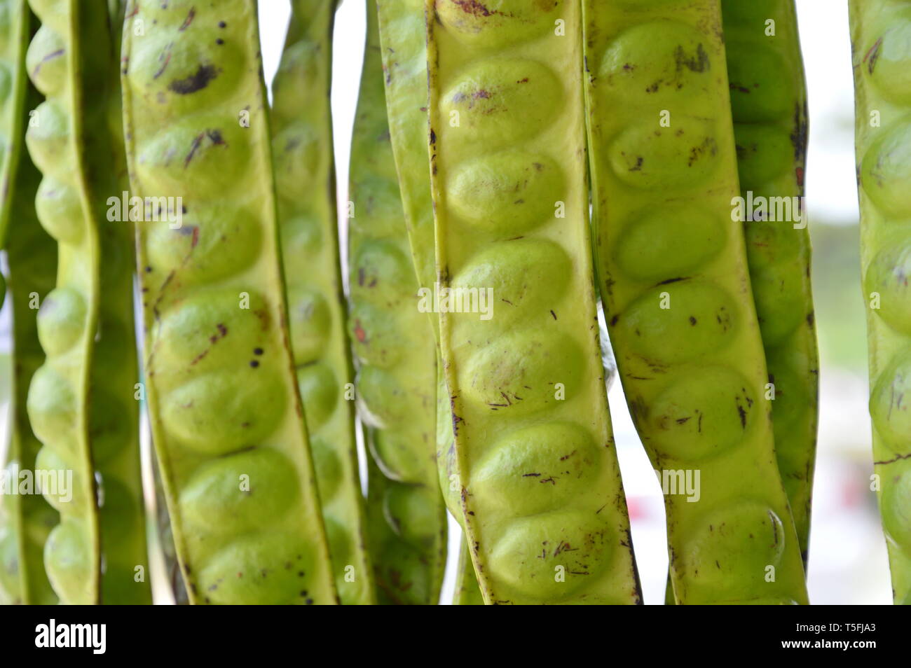 twisted cluster bean hanging for sale in Thai traditional market Stock ...
