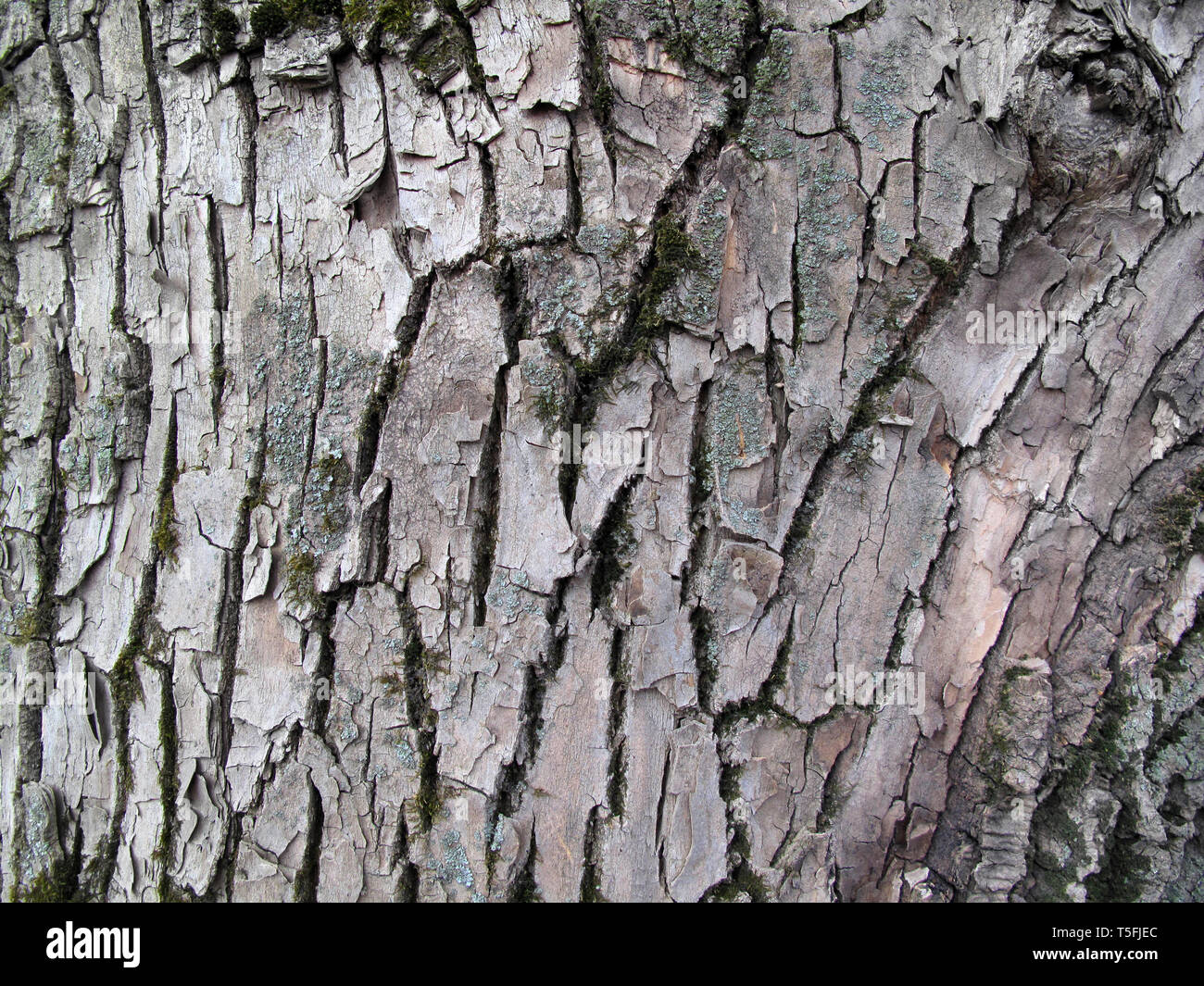 Eco tree trunk bark hi-res stock photography and images - Alamy