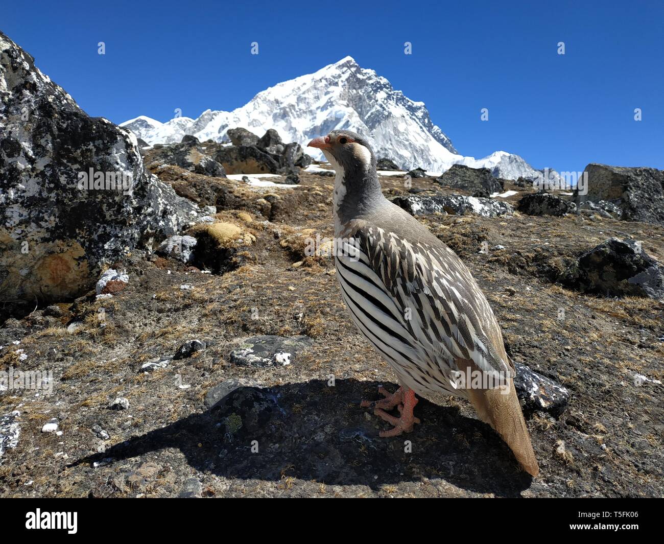 Bird on the background of high mountains. View of the mountain Nuptse ...